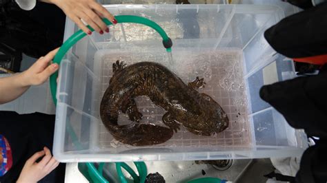 Japanese Giant Salamander Japanese Giant Salamanders Are Devoted Dads