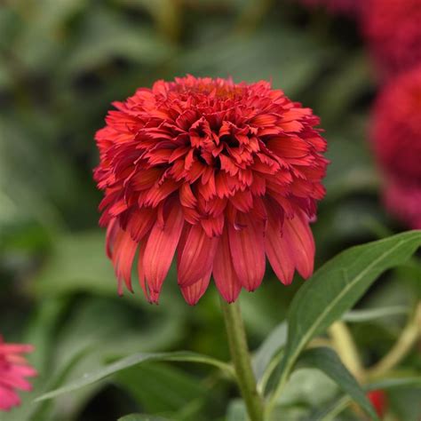 Echinacea Raspberry Deluxe Raspberry Deluxe Coneflower From