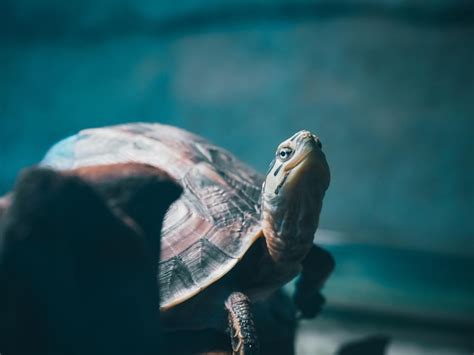 Premium Photo Hello Turtle