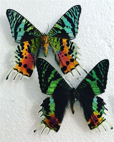Sunset Moth Artofit
