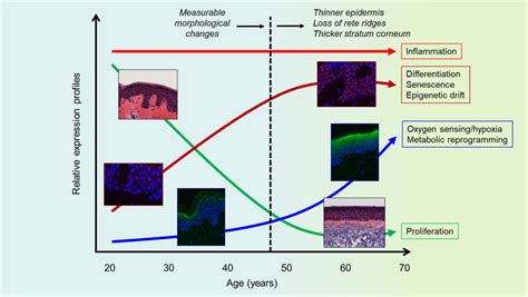 Early Onset Of Senescence And Imbalanced Epidermal Homeostasis Across