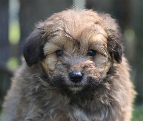 Pomapoo Puppies Energetic And Affectionate — Crockett Doodles