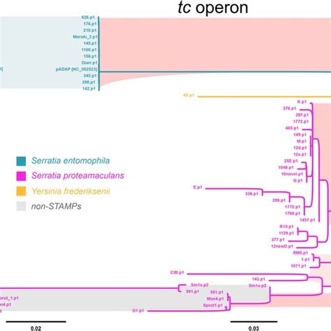 Phylogenetic Clustering Of The Sef Operon Left And The Corresponding Download Scientific