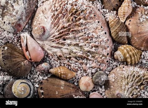Differents Sizes Of Abalone Shells All Mixed With Ohter Small Types Fo Shells Slightly