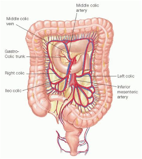 Laparoscopic Transverse Colectomy Basicmedical Key