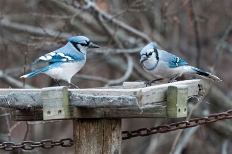 What It Means When Blue Jays Keep Mobbing Trees In Your Kentucky Yard