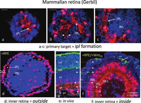 Alternate Routes Of Target Directed Self Organization In Reaggregated