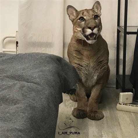 Galerie Puma Messi Má 800 Tisíc Fanoušků Proč Žije V Bytě Jako Kočka