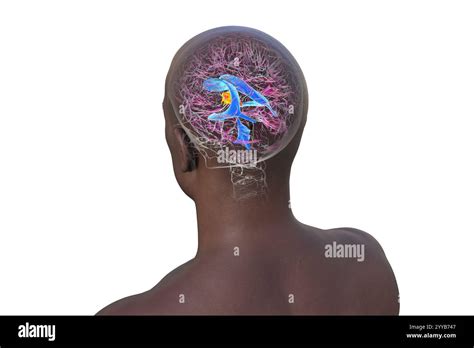 Computer Illustration Showing The Third Brain Ventricle A Vital Component Of The Brains