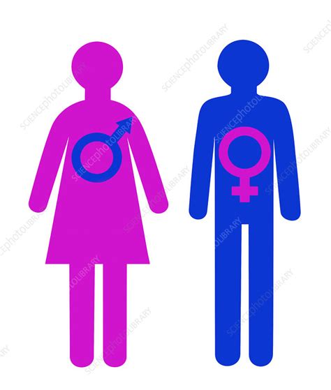 Gender And Sexuality Stock Image F0317087 Science Photo Library