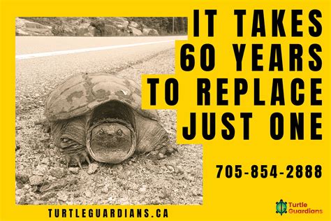 Grassroots Efforts To Save Turtles