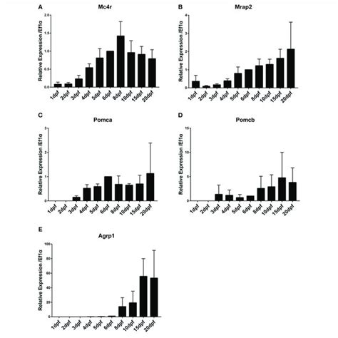 Time Course Of Gene Expression During Medaka Embryonic And Larval