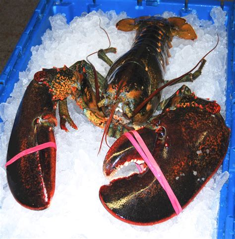 Lobster