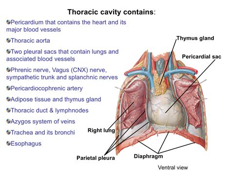 Thorax And Lungs Diagram Quizlet Thorax And Lungs Diagram Quizlet