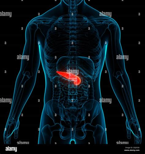 Human Anatomy Organs Pancreas