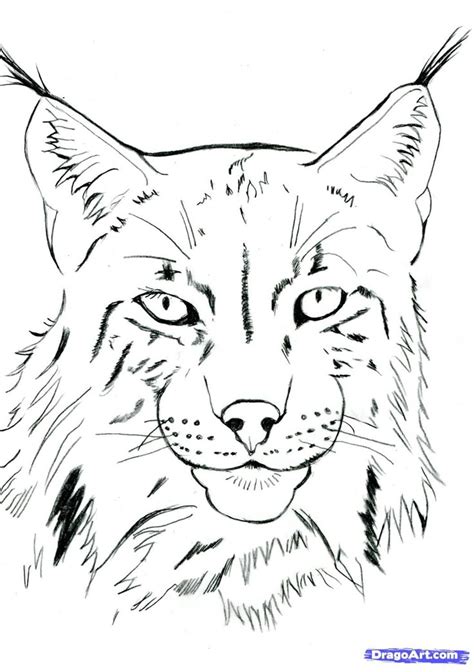 How To Draw A Lynx Drawing Tips Guide