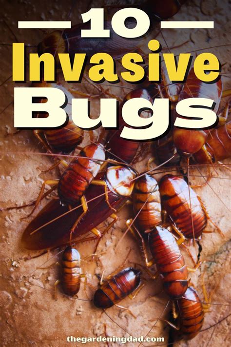 10 Invasive Bugs In Ohio 2023 Guide 10 Things Bugs Fun Facts