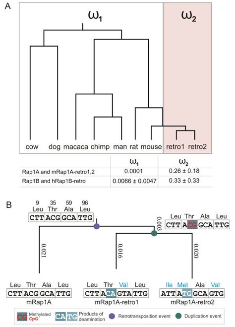 Codon Evolution Model Of Rap1 Retrogenes A The Phylogenetic Tree