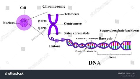 Nucleus Chromosome Structure Double Helixchromatid Telomeregenome Stock Vector Royalty Free