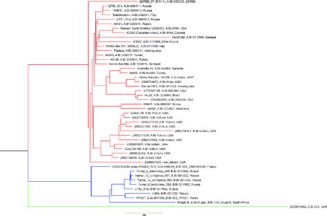Global Analysis Of Bacillus Anthracis Genomes Based On Snps Analysis