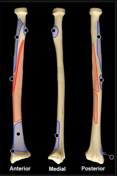 Diagram Of Radius Muscle Attachments And Origins Quizlet