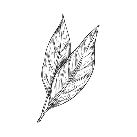 Hand Drawn Bay Leaf Plant Monochrome Sketch Vector Illustration