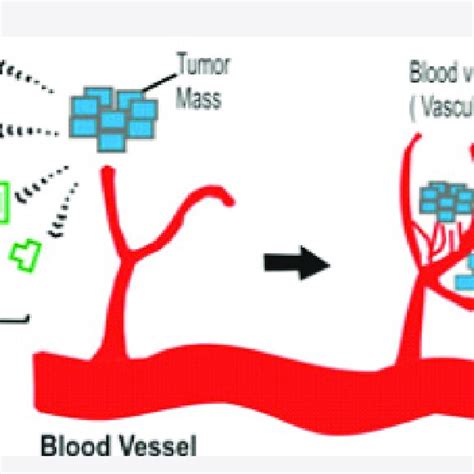 Steps Of Angiogenesis And Metastasis Download Scientific Diagram