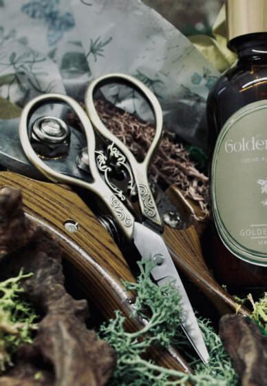 Plant Care Basics Workshop Los Angeles Ts Classbento