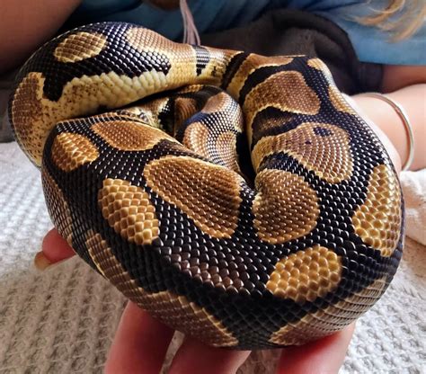 Our new ball python : r/snakes