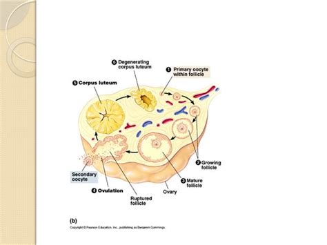 Penjelasan Tentang Proses Pembentukan Sel Gamet Atau Gametogenisis Ppt