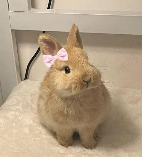 Cute Bunny Pfp