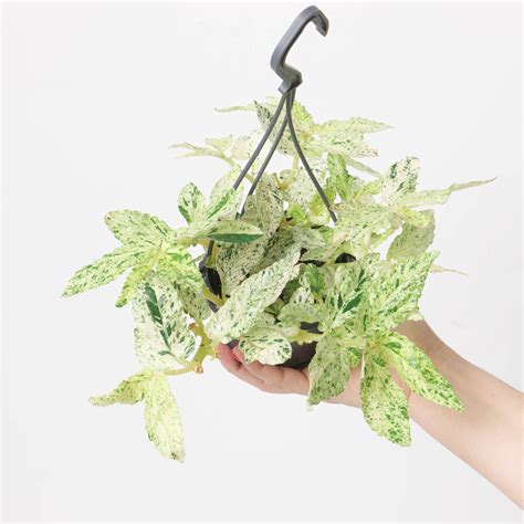 Pellionia Repens Variegated Grow Tropicals