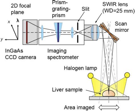 Schematic Of The Near Infrared Hyperspectral Imaging Nir Hsi System