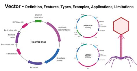 Vector Features Types Examples Uses Diagram