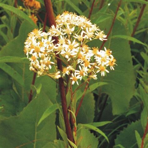 Prairie Future Seed Company Flat Top Aster Seed