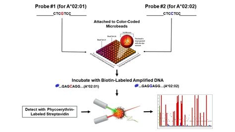 Principle Of Sequence Specific Oligonucleotide Probe Hybridization Hla