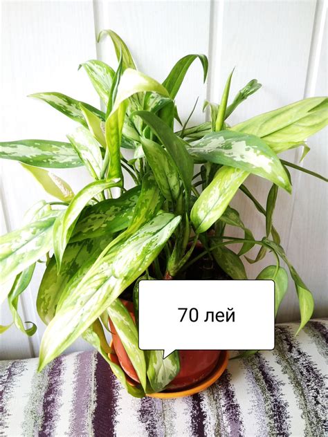 Фиалки цветущие