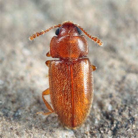 Erotylidae Cryptophilus Angustus Bugguidenet
