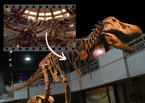 Velociraptor Skeleton Jurassic Park New Horned Dinosaur Species