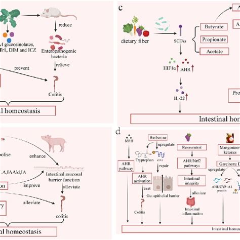 Different Effects On Intestinal Immunity Between Persistent Activation