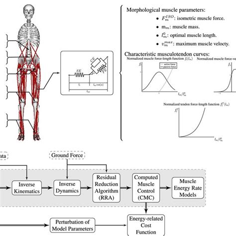 Experimental Musculoskeletal Simulation Setup A Musculoskeletal Model