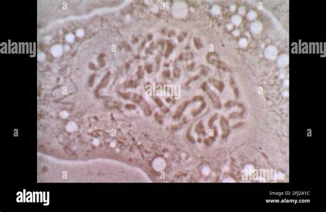 Spindle Cell Stock Videos And Footage Hd And 4k Video Clips Alamy