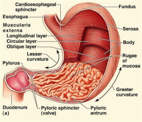 Human Digestive System Parts Organs And Functions Sciencemojo