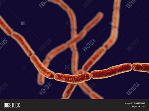 Streptobacillus Image And Photo Free Trial Bigstock Streptobacillus Image And Photo Free Trial Bigstock