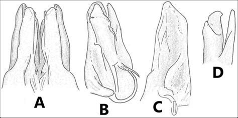 Megaphyllum Banaticum A Gonopods Posterior View B Left Gonopods Download Scientific