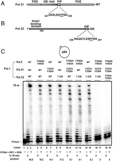 Pcna Binding Domains In All Three Subunits Of Yeast Dna Polymerase δ Modulate Its Function In