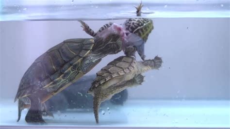 Snapping Turtle Red Eared Slider Eats Live Frog Warnning Live