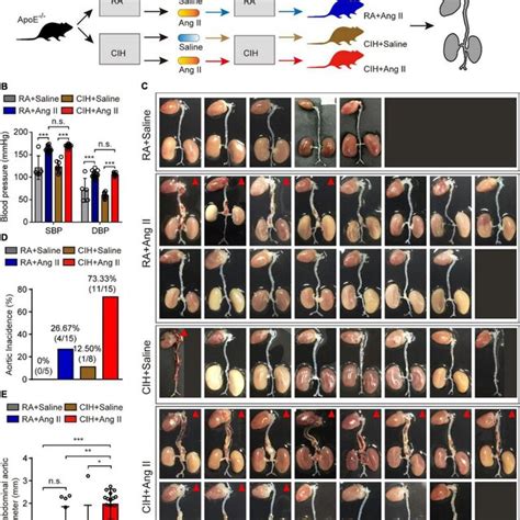 The Establishment Of The Aortic Dissection Ad Mouse Model Induced By