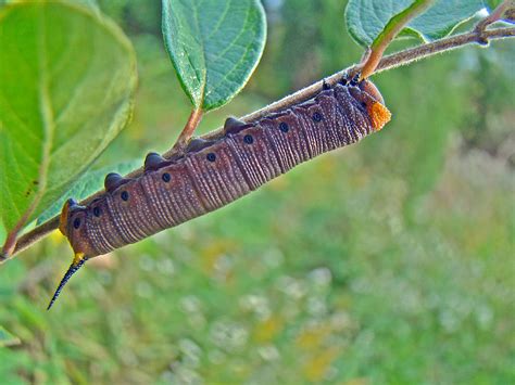 Hummingbird Clearwing Moth Caterpillar