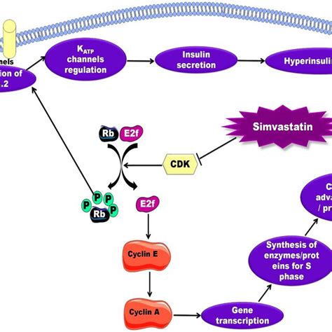 Simvastatin Prevents Oxidative Stress As Depicted From Colonic A